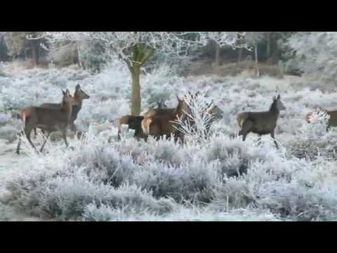 monkeys and deer 4k Video. - YouTube