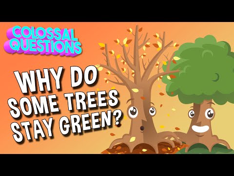 Why Do Some Trees Stay Green? | COLOSSAL QUESTIONS - YouTube