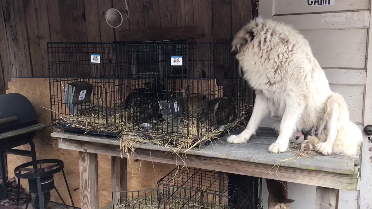 building an automatic rabbit waterer - YouTube