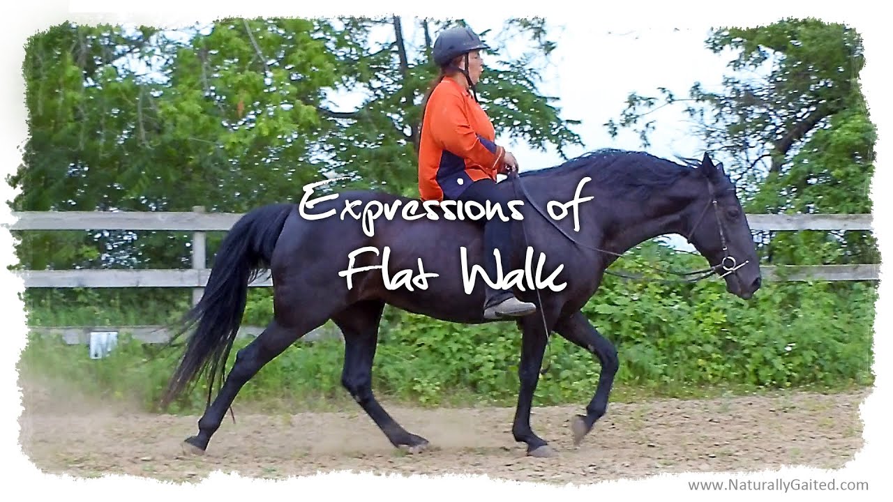 Expressions of Flat Walk by a Tennessee Walking Horse - YouTube