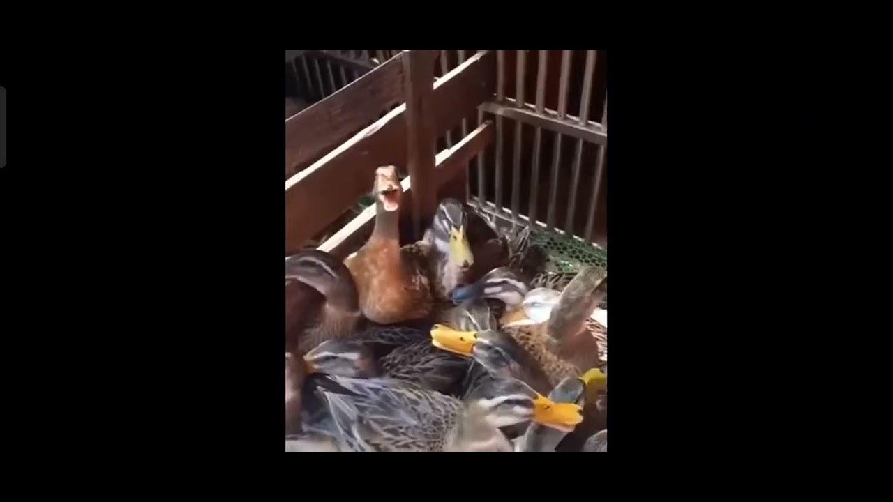 Duck 🦆 Funny Laughing Meme / No Copyright - YouTube
