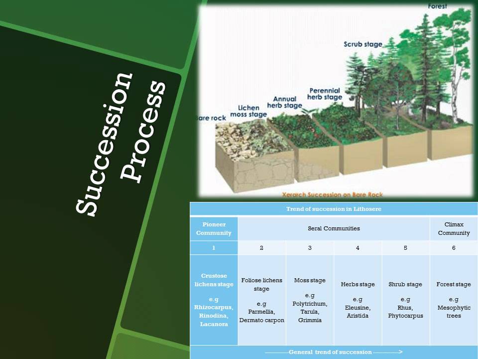 Succession - Lithosere -- Sherwood Forest Matt & Kelvin - YouTube
