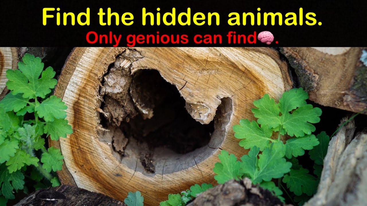 Find The Hidden Animals Spot The Hidden Animals In These Pictures find-the-hidden-animals-spot-the-hidden-animals-in-these-pictures