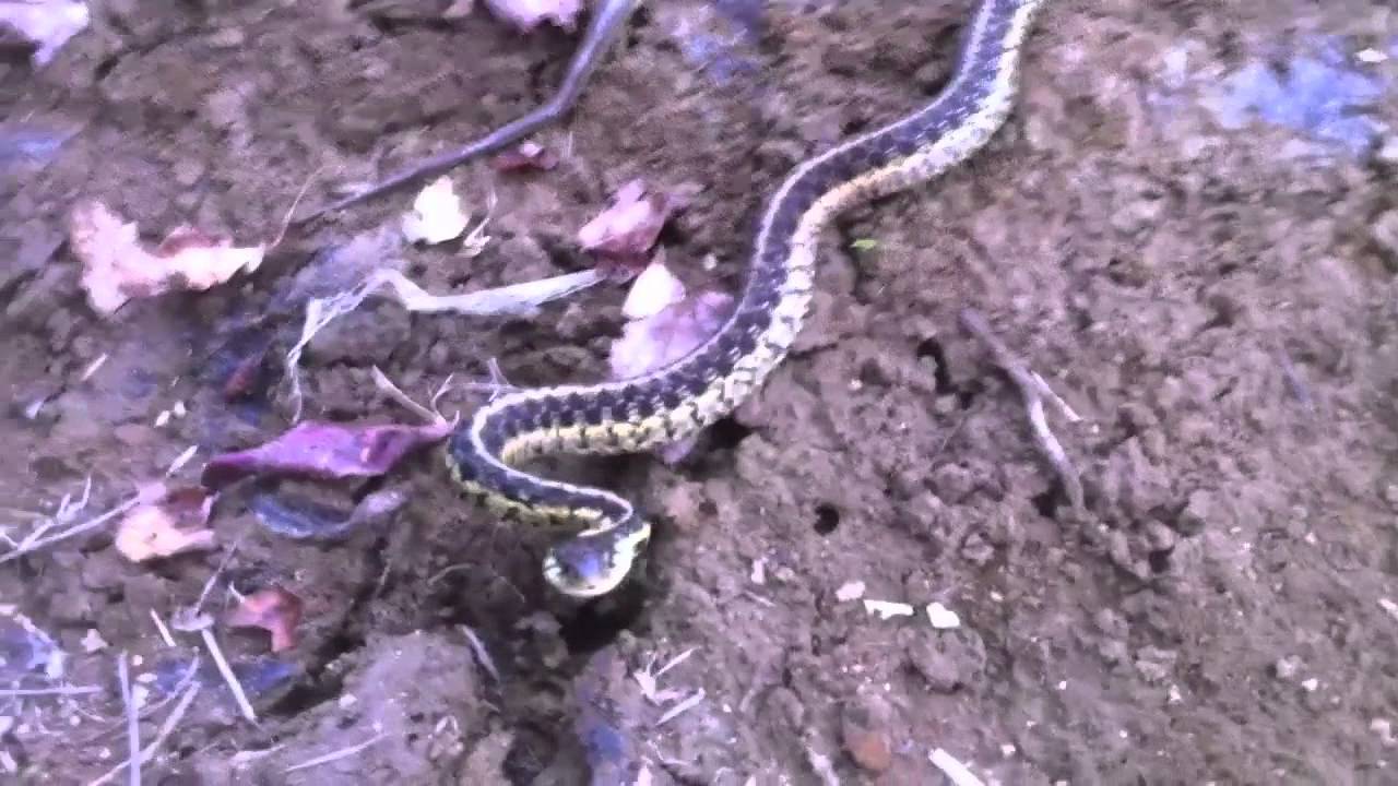THE MEANEST SNAKE IN THE WORLD!!! but its too cute! - YouTube