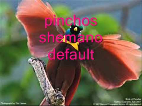 pinchos shemano alabana