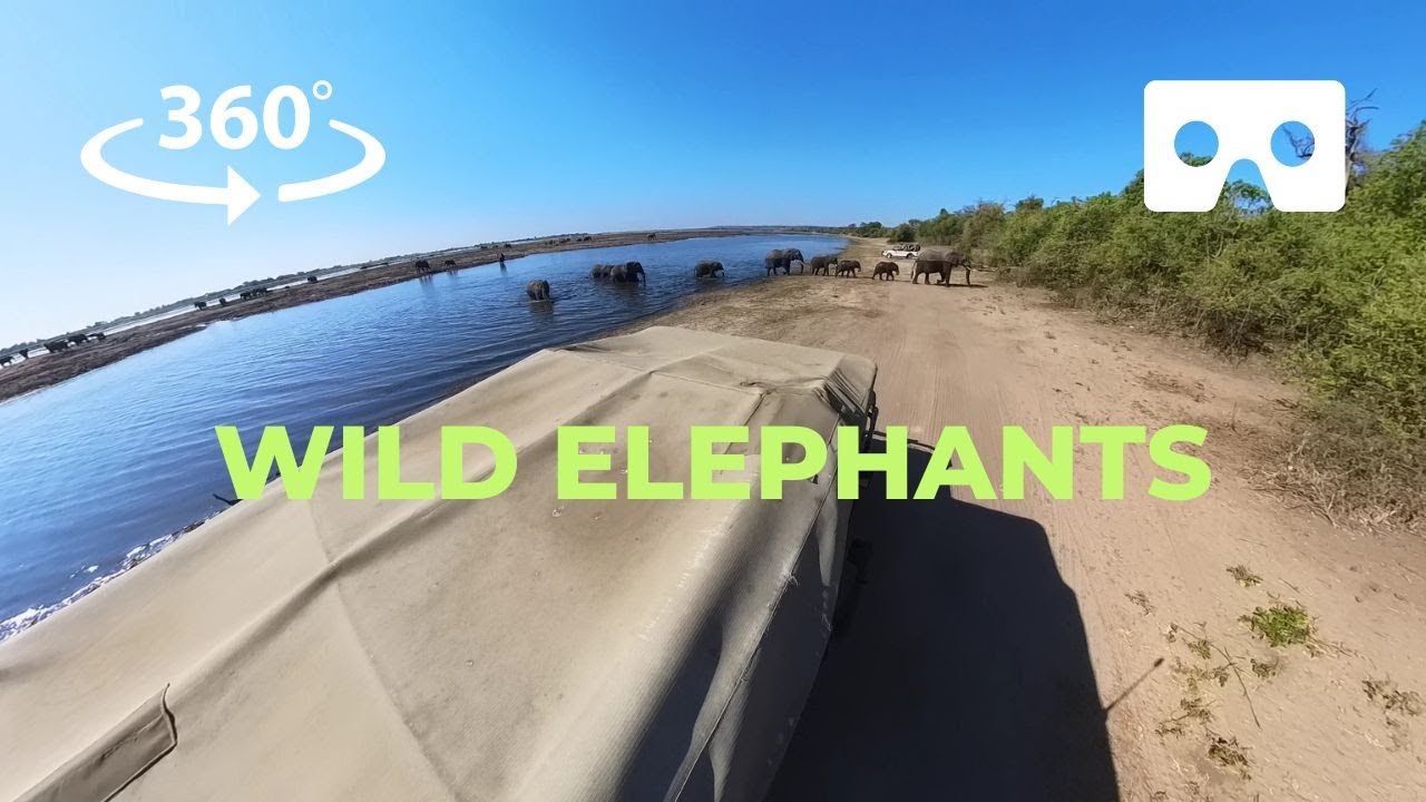 VR 360 Video: Wild Elephants - YouTube