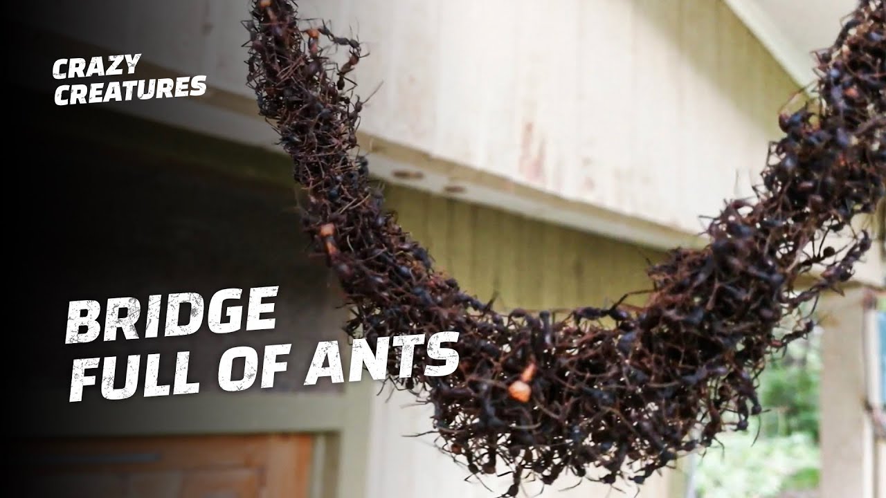 This Massive Ant Bridge Will Blow Your Mind - YouTube