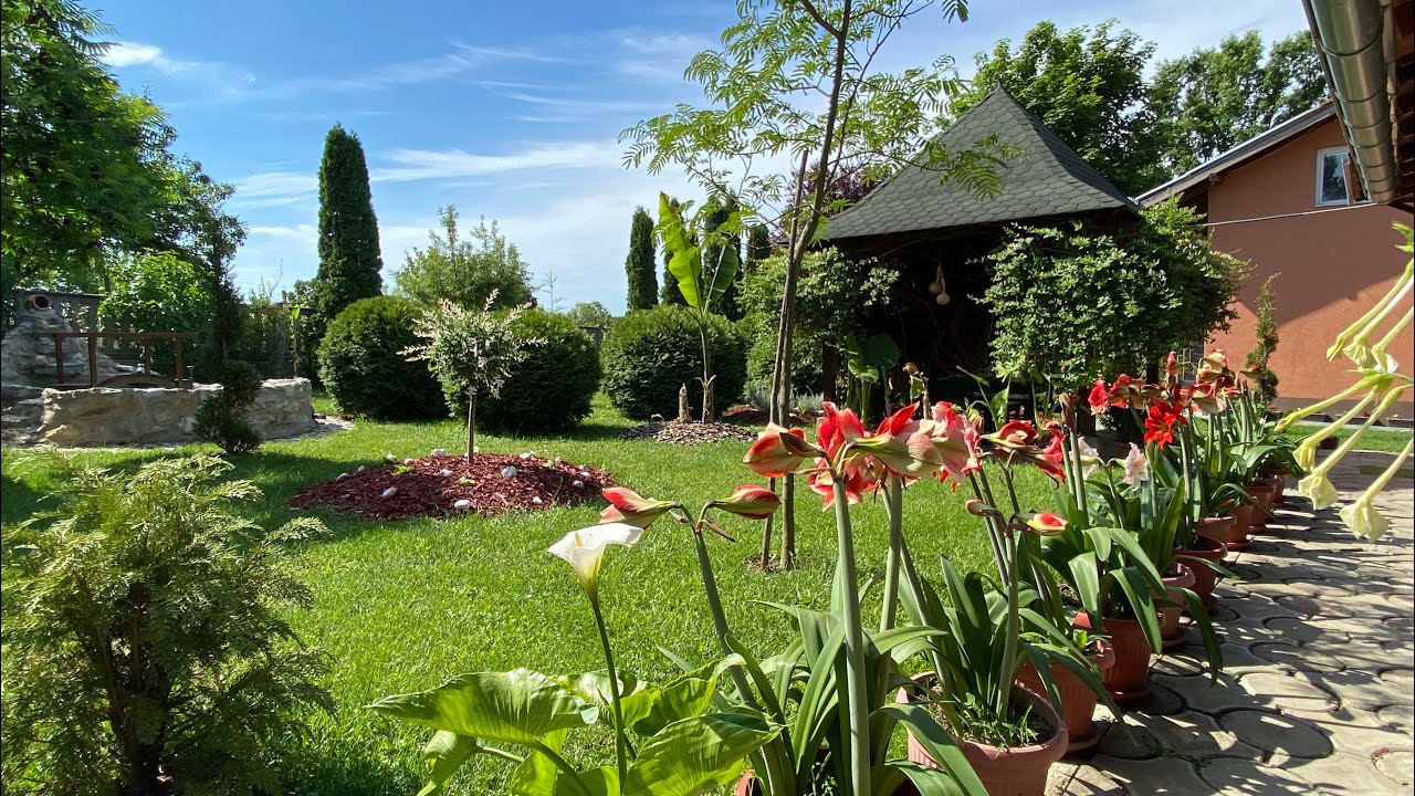 Amarilisi , Jasmin , Orlovi nokti , Kale itd u punom cvetu , moje dvorište / my garden ideas ☀️🔝 ...