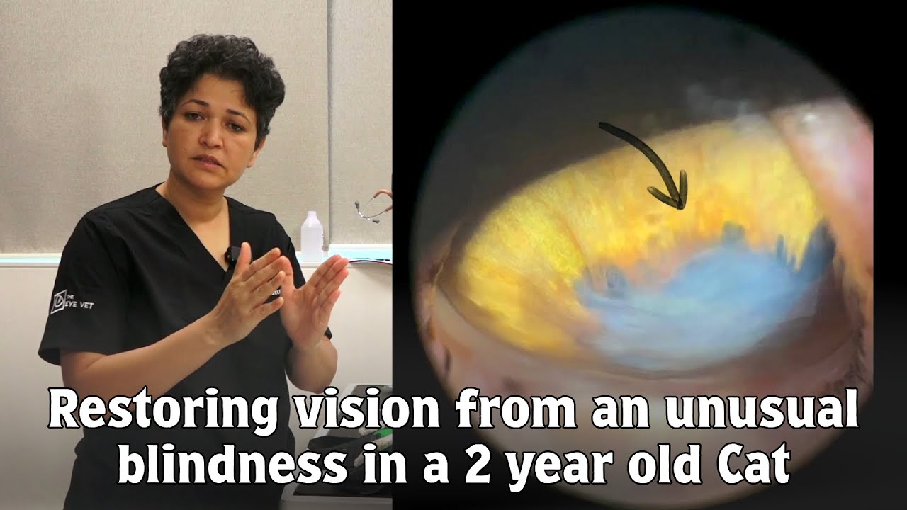 Restoring vision from an unusual blindness in a 2 year old Cat - 59 ...