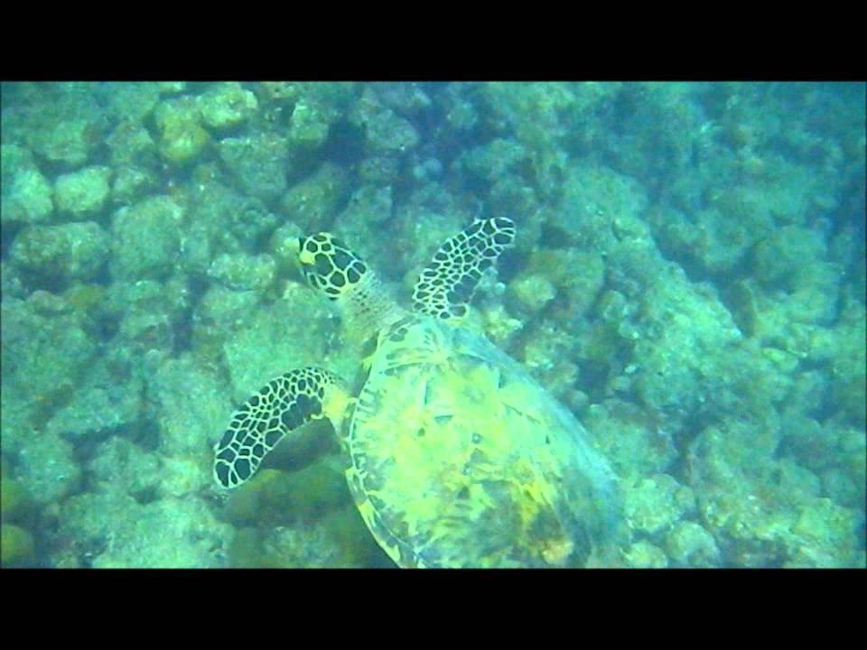 HD Hawksbill Sea Turtle Key West 16 june 2011 - YouTube