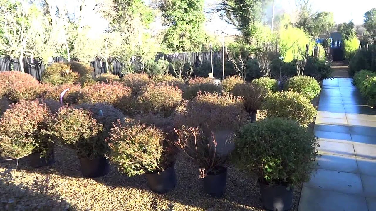 Paramount Plants and Gardens - tour of Plant Centre January 2014 ...