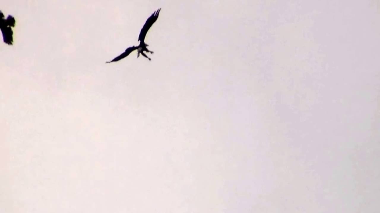 Red-tailed hawk dive bombs Bald Eagle in flight - YouTube