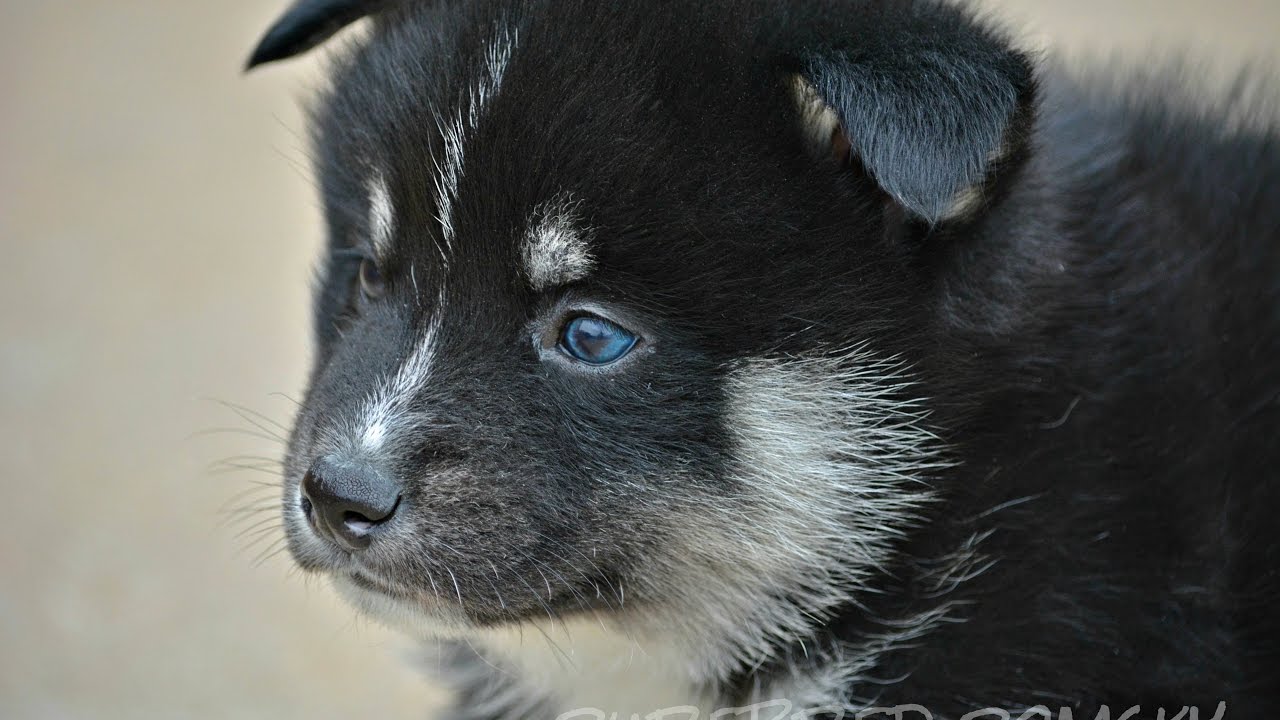 Pomsky puppies playing at four weeks old! - YouTube