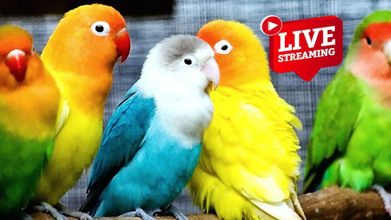 LIVE: bird live stream for cats | love birds sounds | Lovebird Singing ...