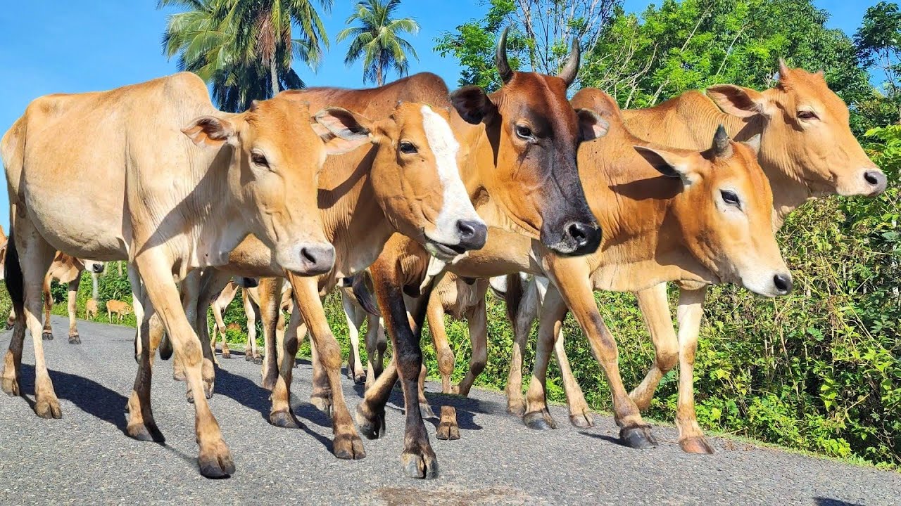Video Sapi lucu Lembu jinak yang gemuk di peternakan sapi lembu kampung ...