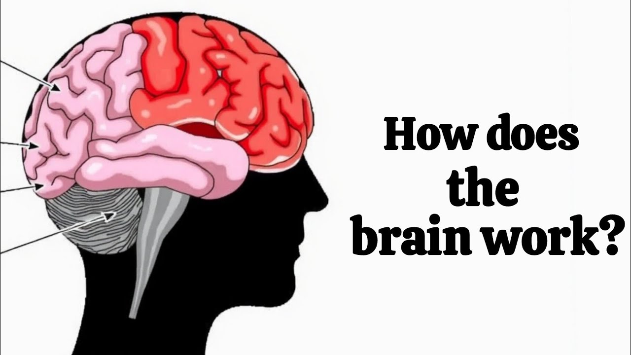 How does the brain work? - YouTube