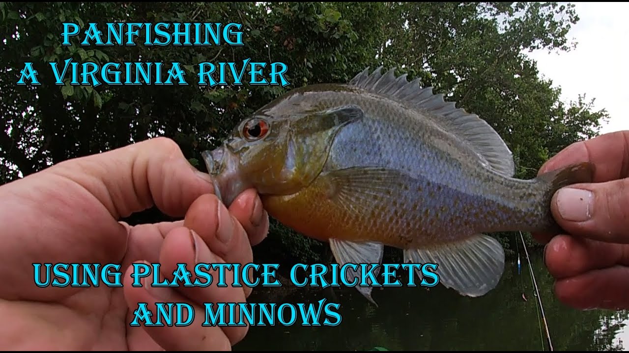 Catching PANFISH in Northfork Holston River in Virginia (Bluegill and ...
