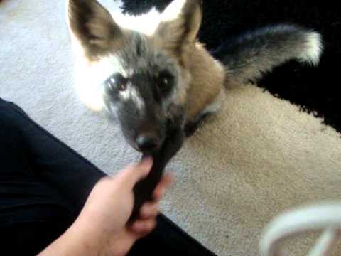 Pet fox doing tricks - YouTube