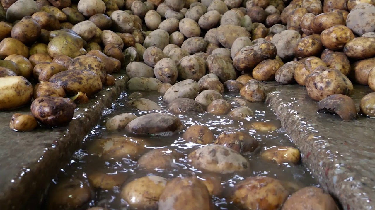 Making Chopin Vodka- The Process from Start to Finish - YouTube