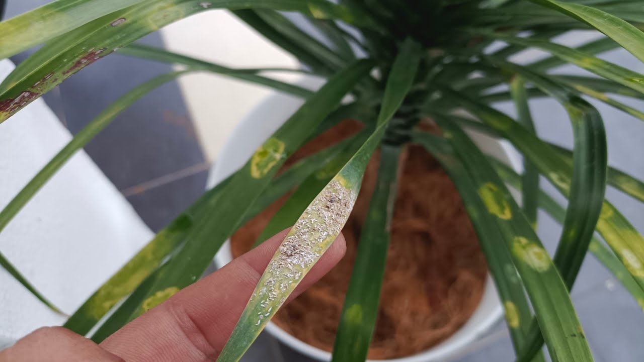 Hapuskan bena putih pada daun dgn 4 bahan mudah - YouTube