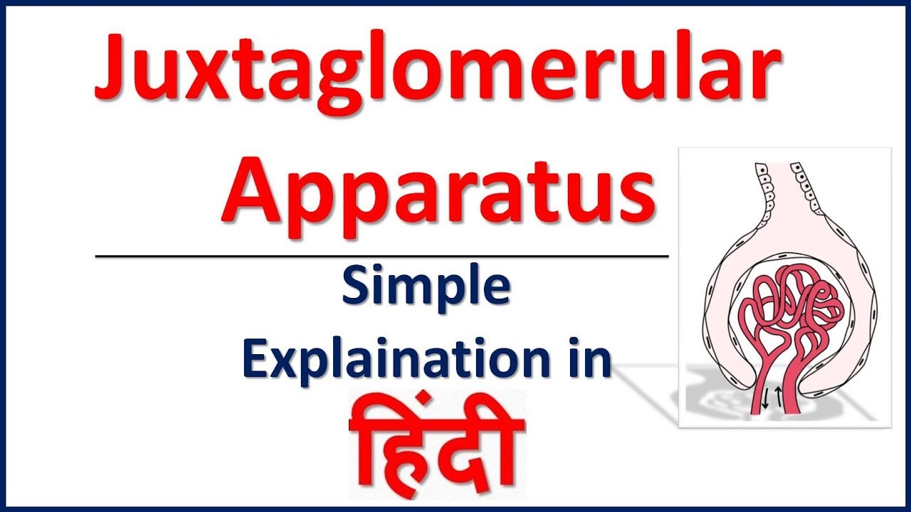 Juxtaglomerular Apparatus simple explaination | Bhushan Science - YouTube