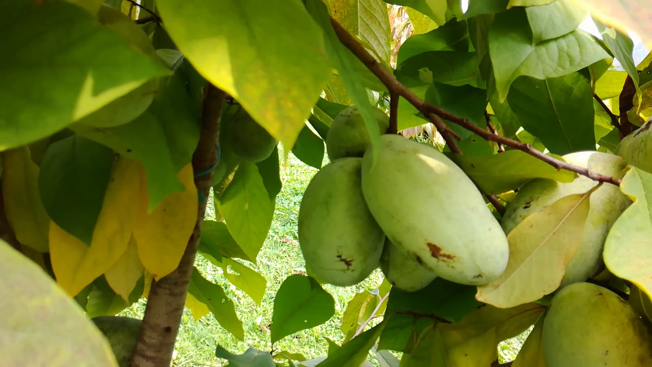 Nasad asimine Velika Ligojna - YouTube