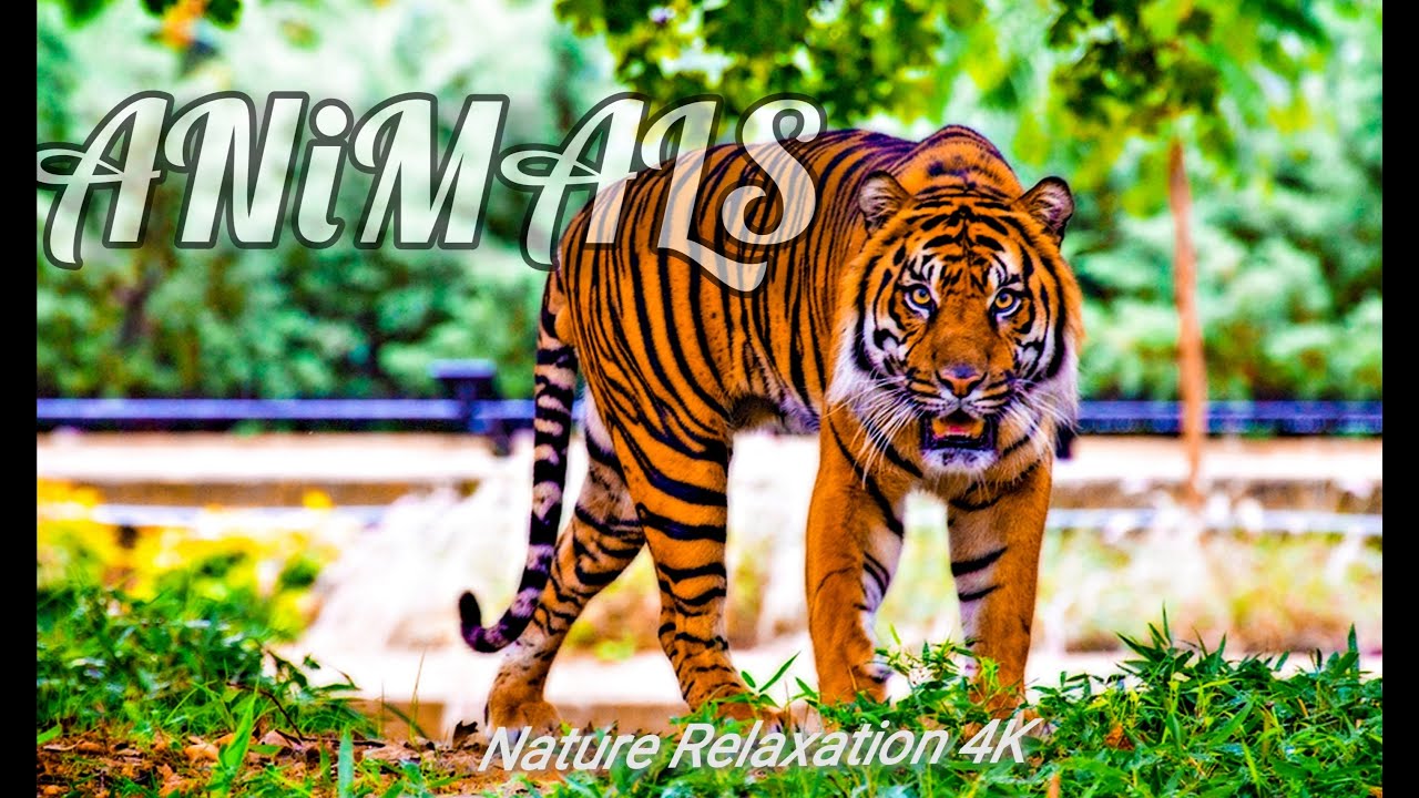 Ultimate Wild Animals in 4K ULTRA HD / Nature relaxation - YouTube