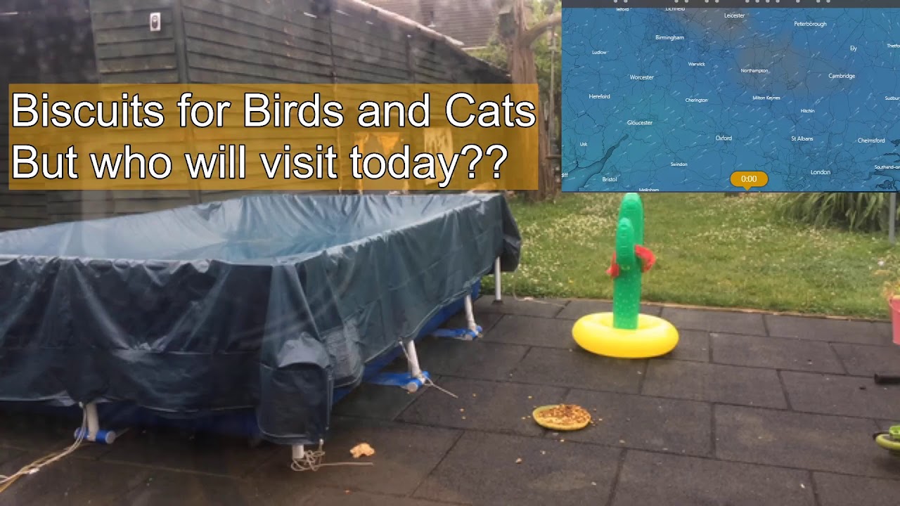 Will a Cat or Birds Eat The Biscuits - YouTube