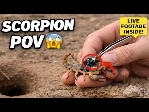 Scorpion POV 🦂 | Tiny Camera Mounted on a Real Desert Scorpion 