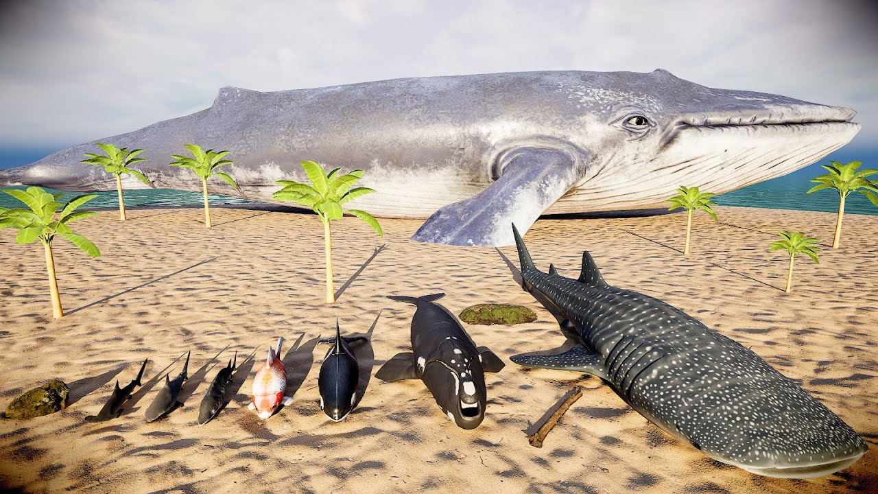 Fish Size Comparison | Smallest Fish | World Largest Fish | mammal size ...
