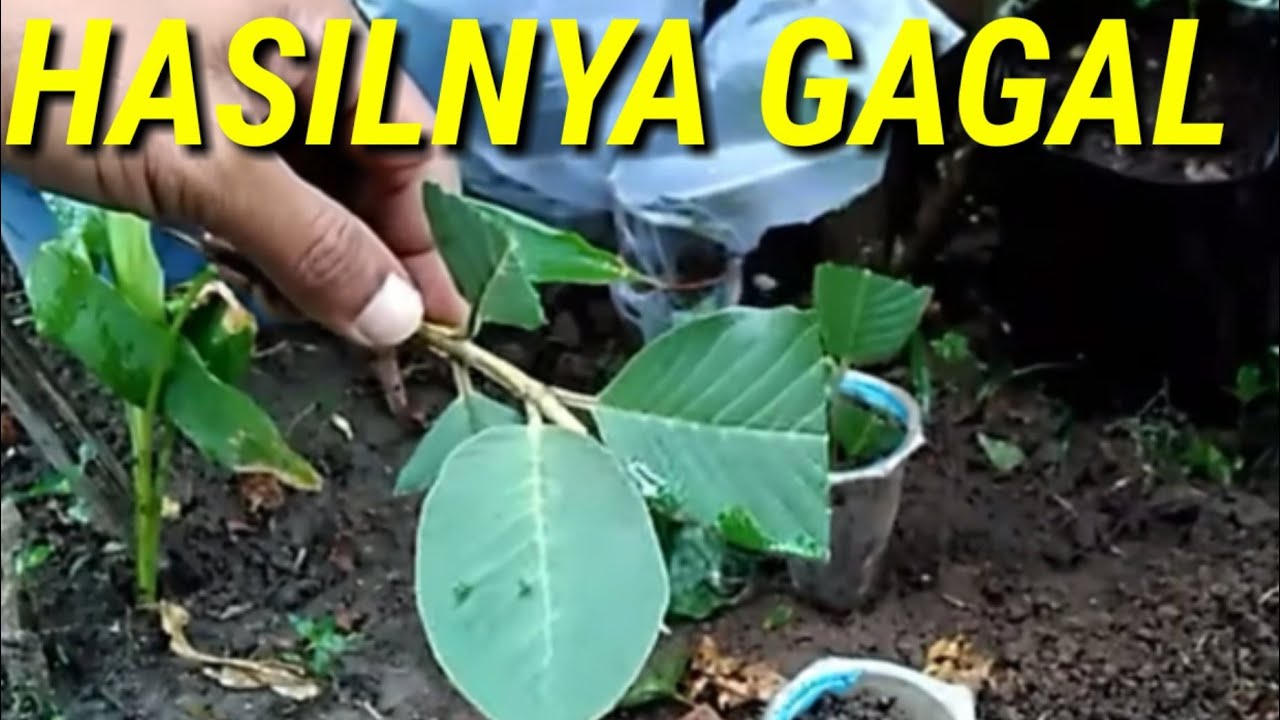 Cara Stek Pucuk Jambu Biji - YouTube