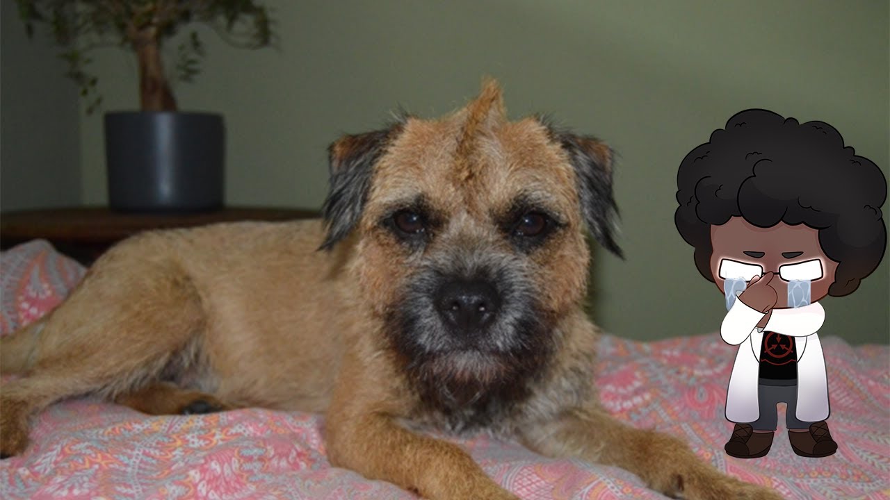 The love this dog has is so big! - SCP 2420 - YouTube