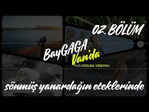 VAN'DA KUŞ GÖZLEMİ | Birdwatching in Lake Van Turkey (Vlog #2)