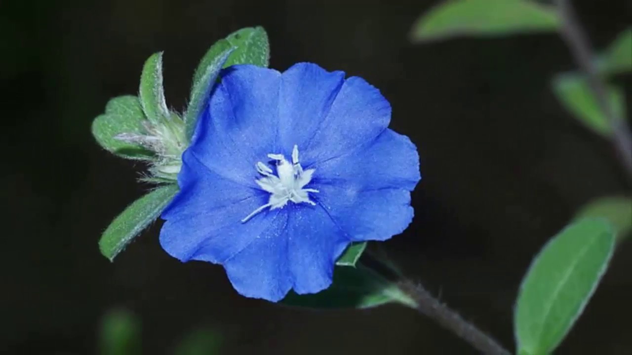 How to Plant Flower Evolvulus Blue For Flowering Fast For Ornamental ...