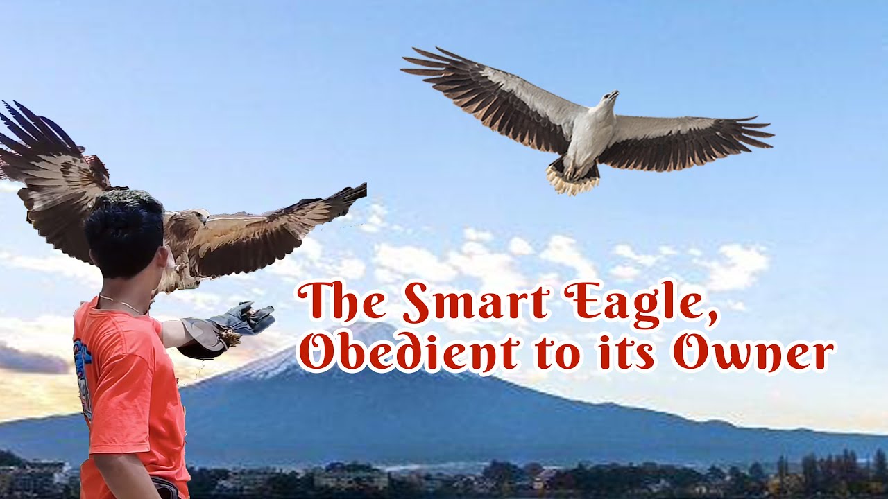 The Smart Eagle, Obedient to its Owner - YouTube