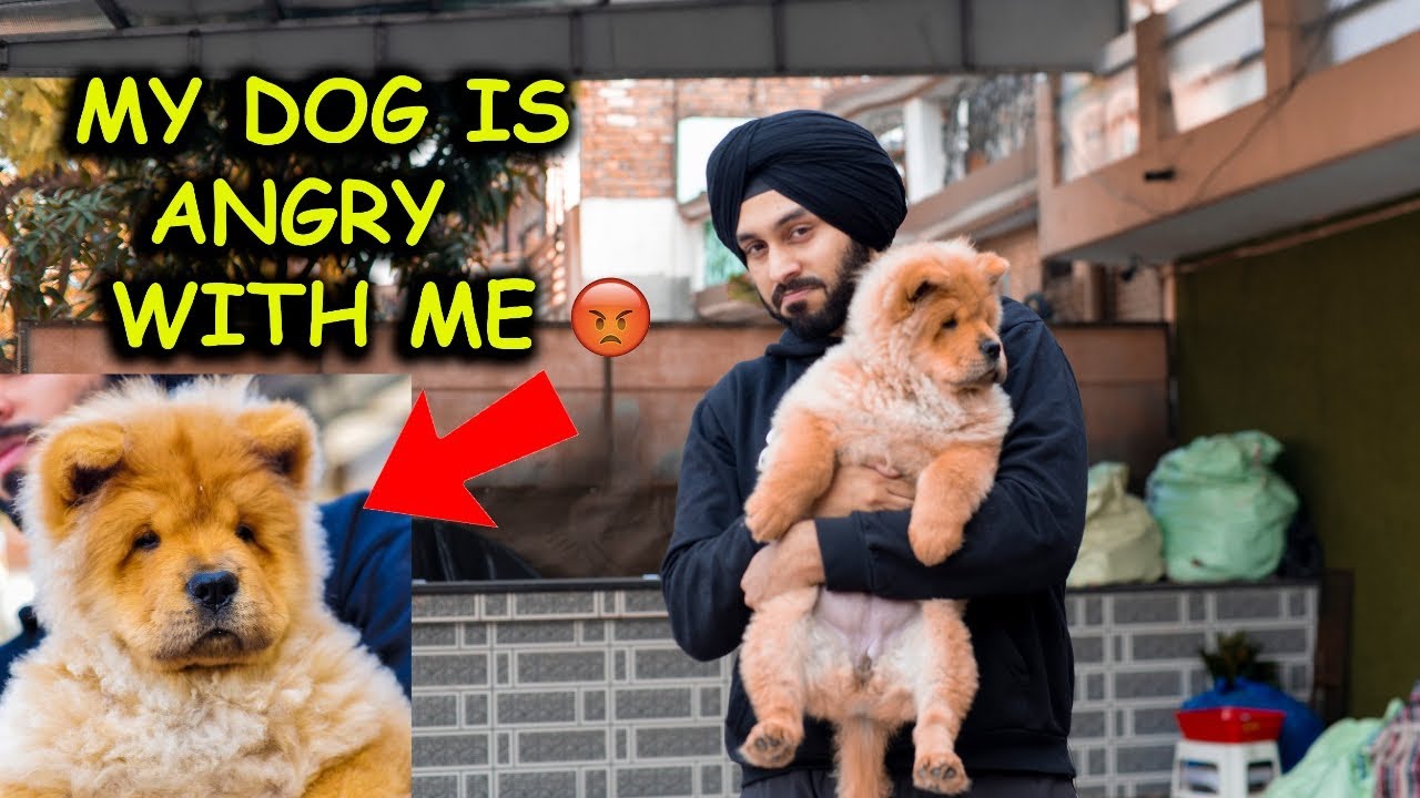 MY DOG CHOW CHOW IS ANGRY WITH ME 😡😡| SAHIB & TEENA VLOGS | HealthyHey ...