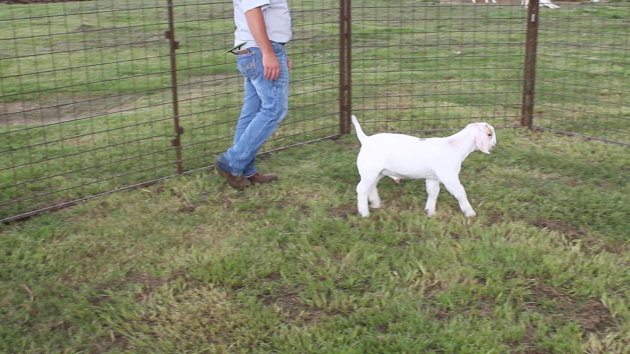 B & W Show Goats Online Wether/Buck Sale 06/14/2020 Lot 2 - YouTube