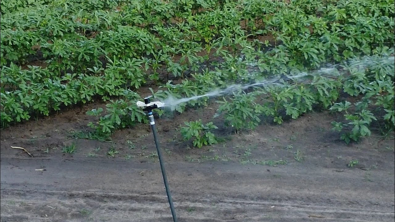 Watering squash peas and okra! - YouTube