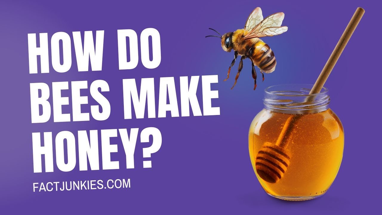How Do Bees Make Honey? - YouTube