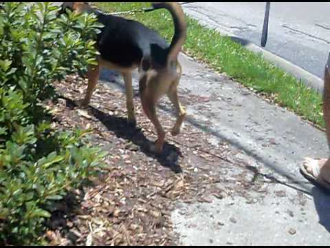 Undertaker Dog - YouTube