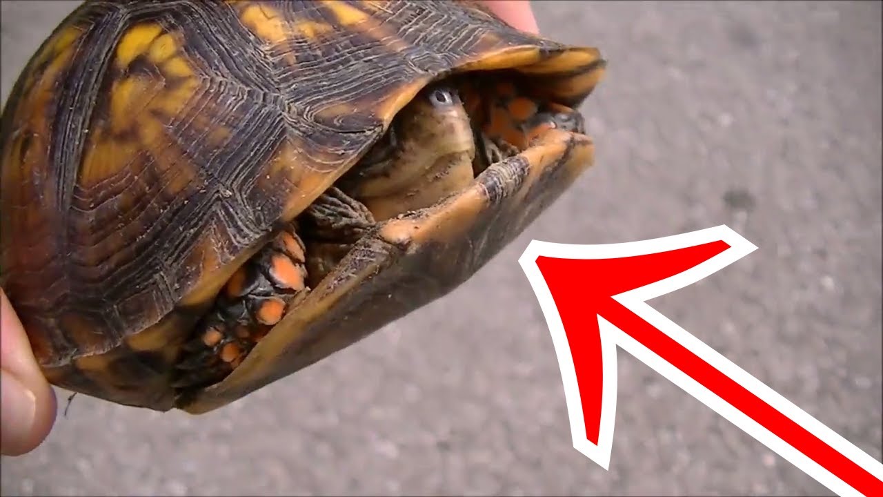 I'LL SAVE YOU! HOLD ON LITTLE BUDDY! BOX TURTLE RESCUE, CUTENESS ...