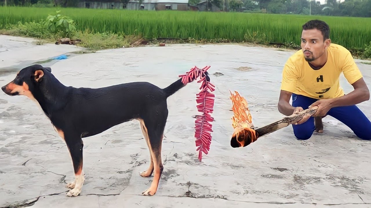 Must Watch New Funny Video 2024 Non Stop Comedy Video in 2024 - YouTube