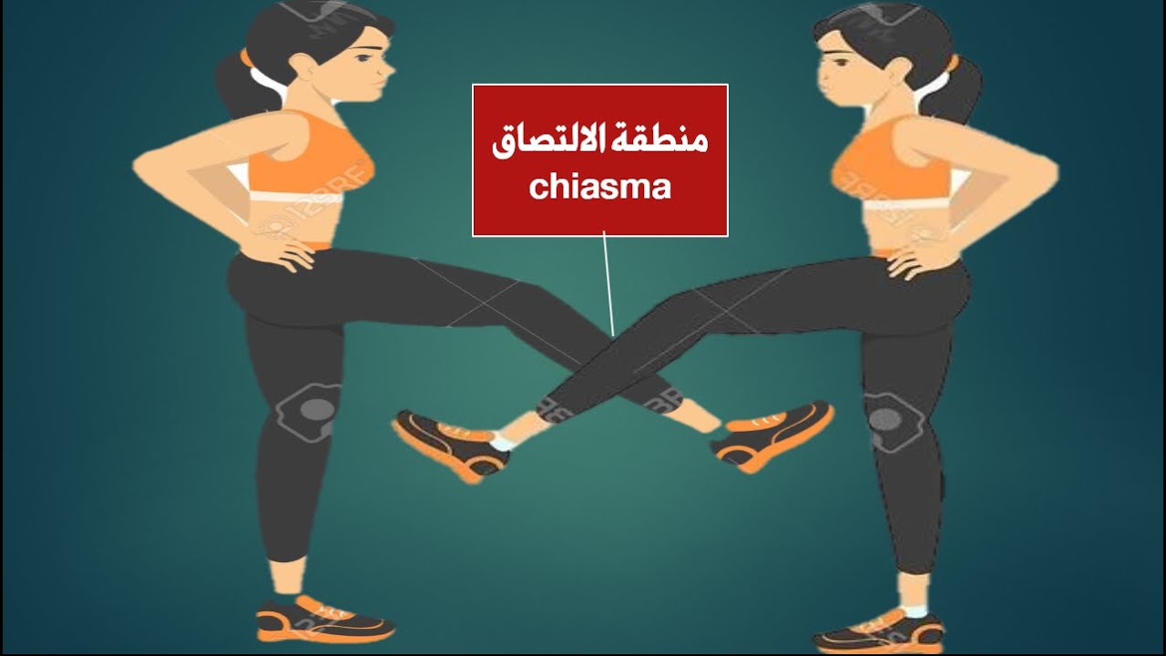 Pachytene الطور التمهيدي الاول من الانقسام الميوزي الاول الطور التغلظي Youtube