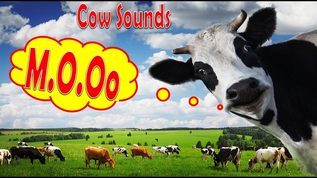 SUARA SAPI MOOO, SUARA BINATANG SAPI, BUNYI SAPI, BELAJAR HEWAN, COW ...