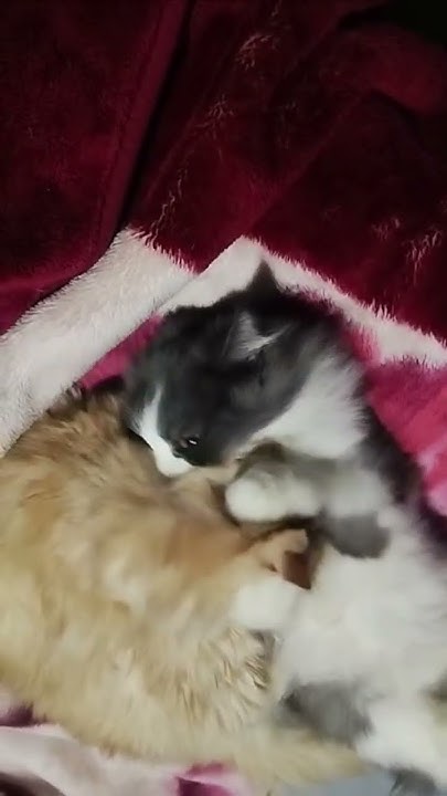 The paw fight #pawsn #cat #cuteanimal #cutecat #funny - YouTube