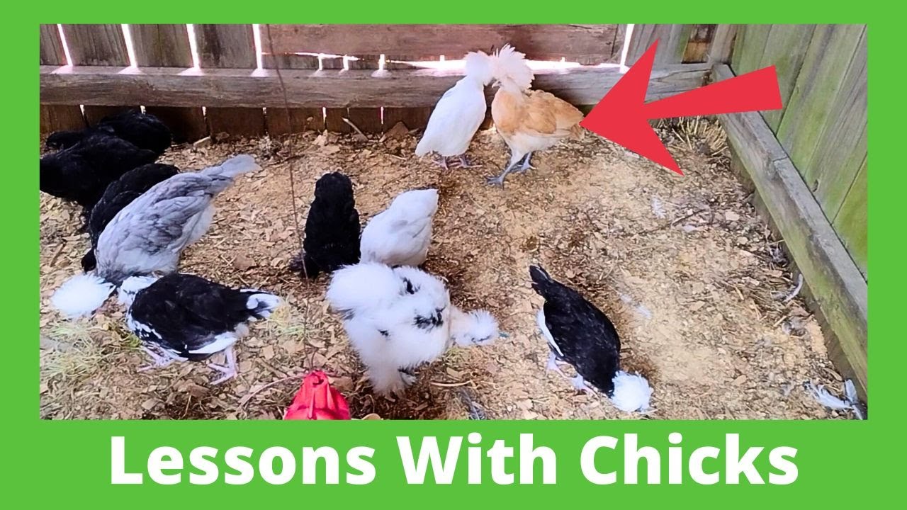 Chick Flick Polish, Cochin & Silkie Chicks July 29, 2022 - YouTube