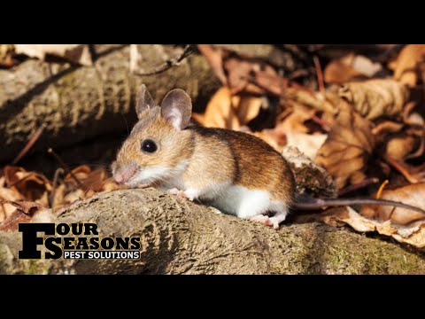 What Insects Do Deer Mouse Eat