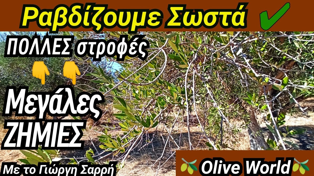 ΛΑΘΗ ΣΤΟ ΡΑΒΔΙΣΜΑ🫒- ΠΟΛΛΕΣ ΣΤΡΟΦΕΣ - ΜΕΓΑΛΕΣ ΖΗΜΙΕΣ - ΚΛΑΔΕΜΑ ΕΛΙΑΣ ...