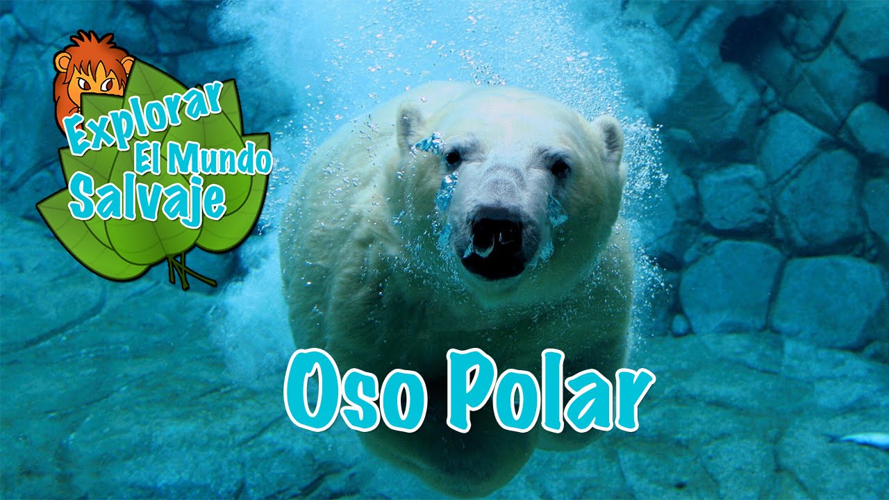 Oso Polar en Explorar El Mundo Salvaje - YouTube