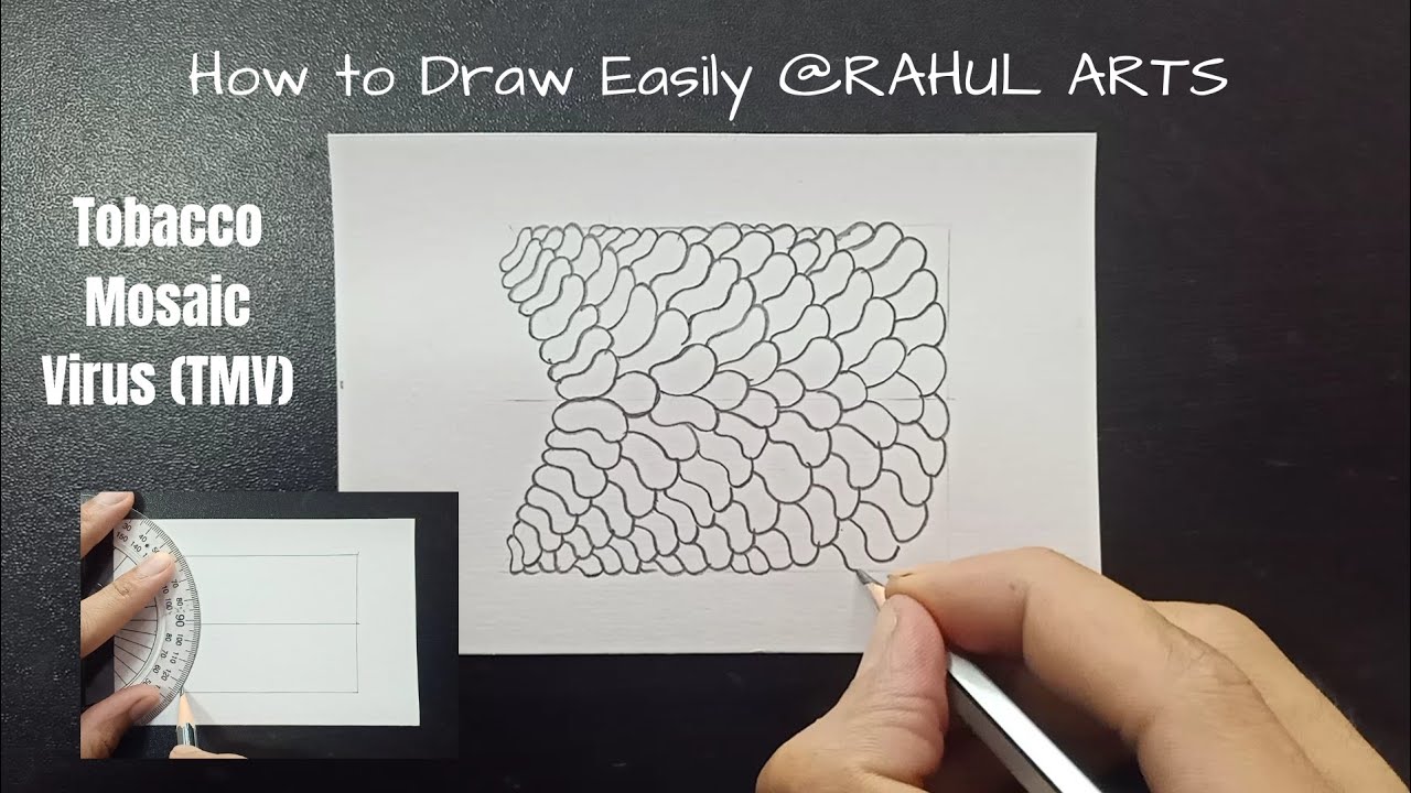 How to Draw Tobacco Mosaic Virus (TMV) - YouTube